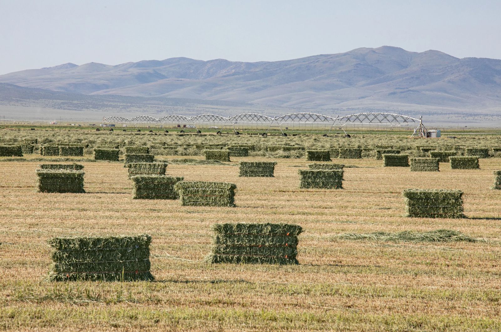 Diamond Valley Hay Company | Eureka County Business